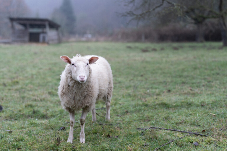 Gerdesmeyer Krohn — Kitchen, Solingen